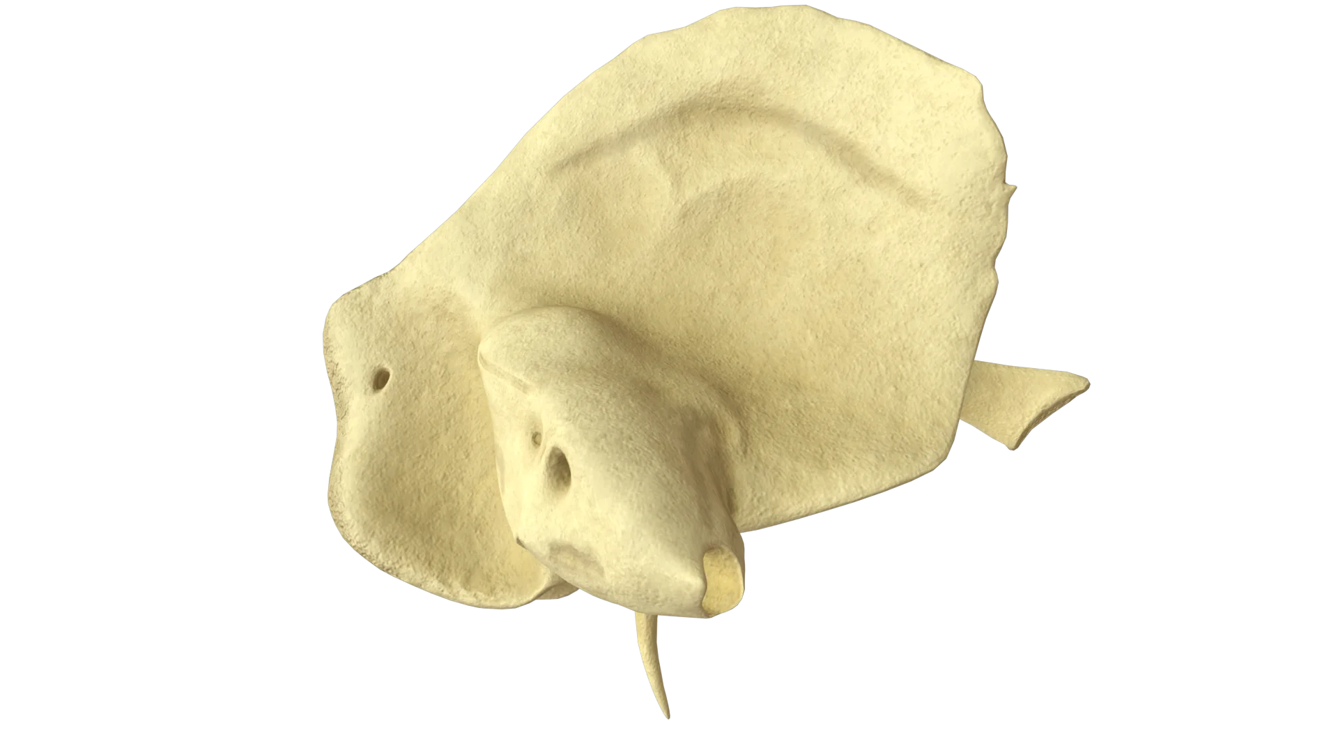 3d Model Of Temporal Bone Left